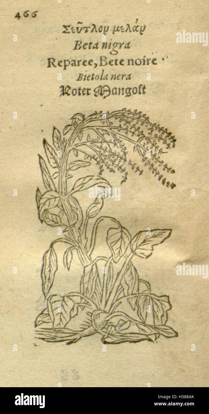 This work features illustrations of plants, documenting different ...