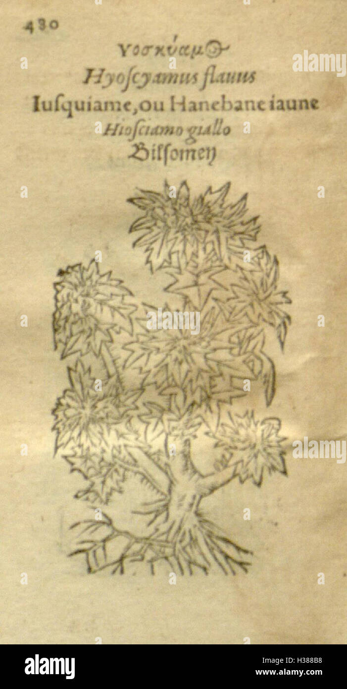 This work presents visual representations of various plant species ...