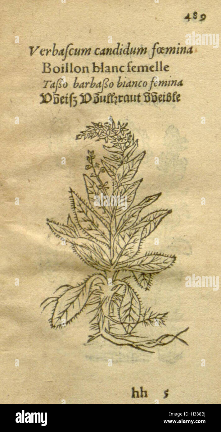 This work presents botanical illustrations of various plant species ...
