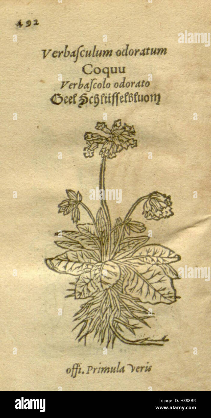 This page contains illustrations and descriptions of various plant ...