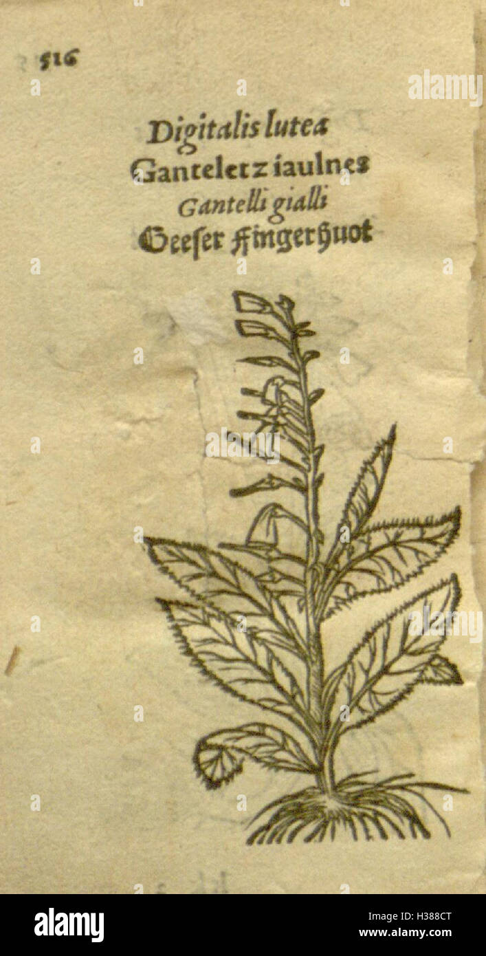 This botanical work presents visual representations and detailed ...