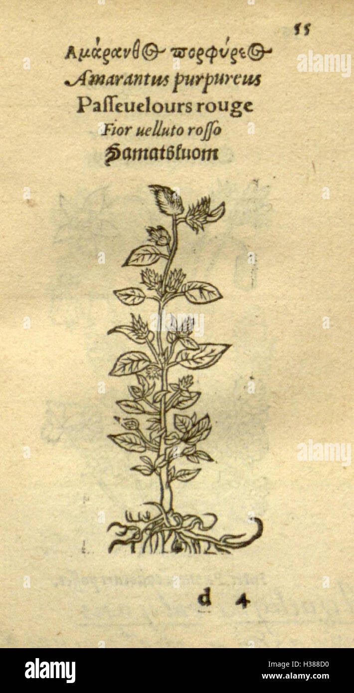 This page presents detailed illustrations of plants, providing a visual ...
