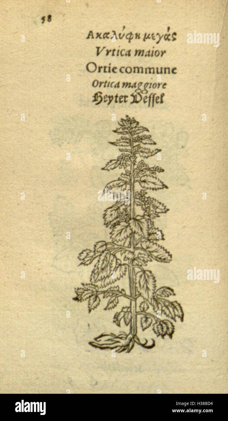 Various botanical specimens labeled hi-res stock photography and images ...