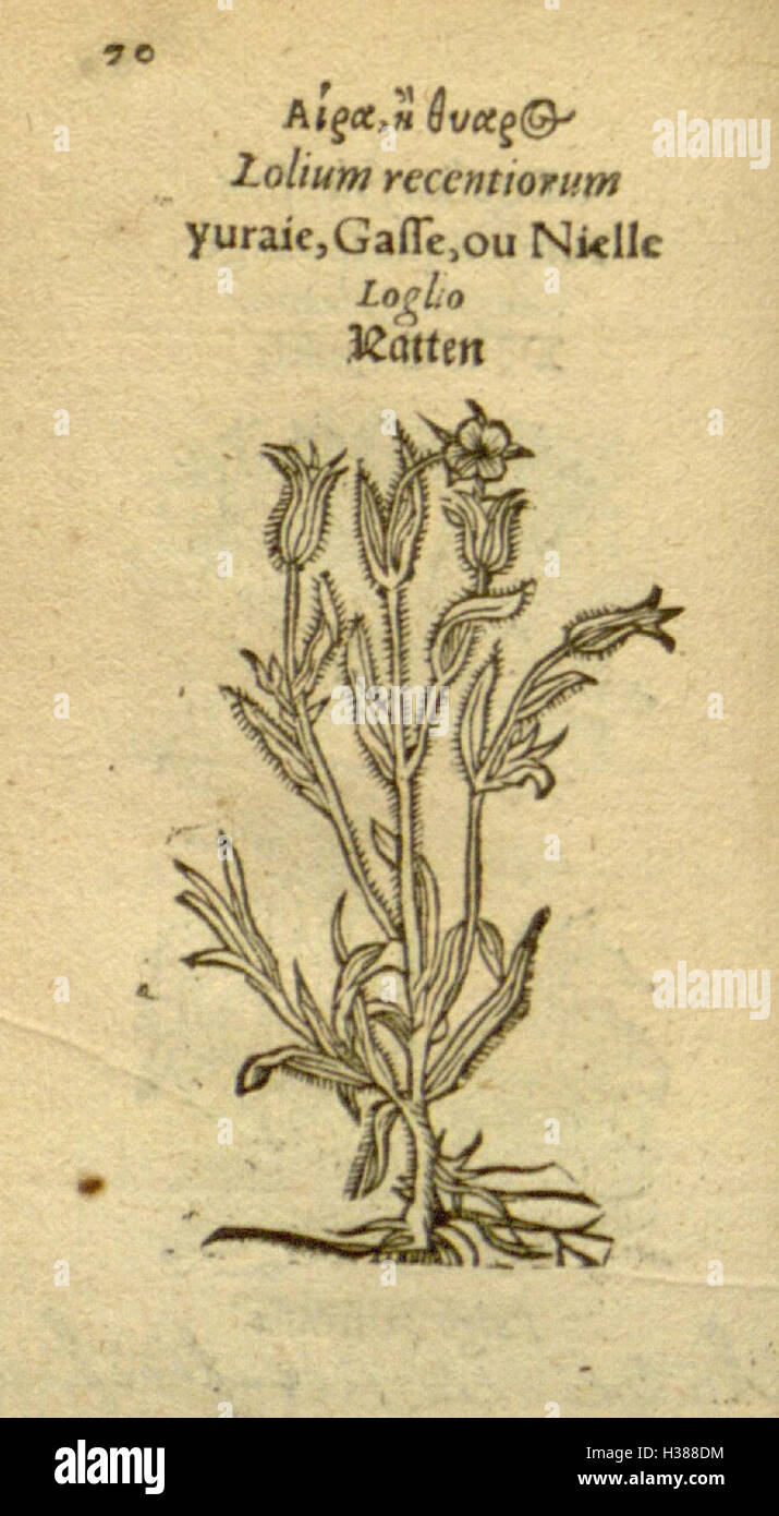 Plants detailed anatomical features hi-res stock photography and images ...