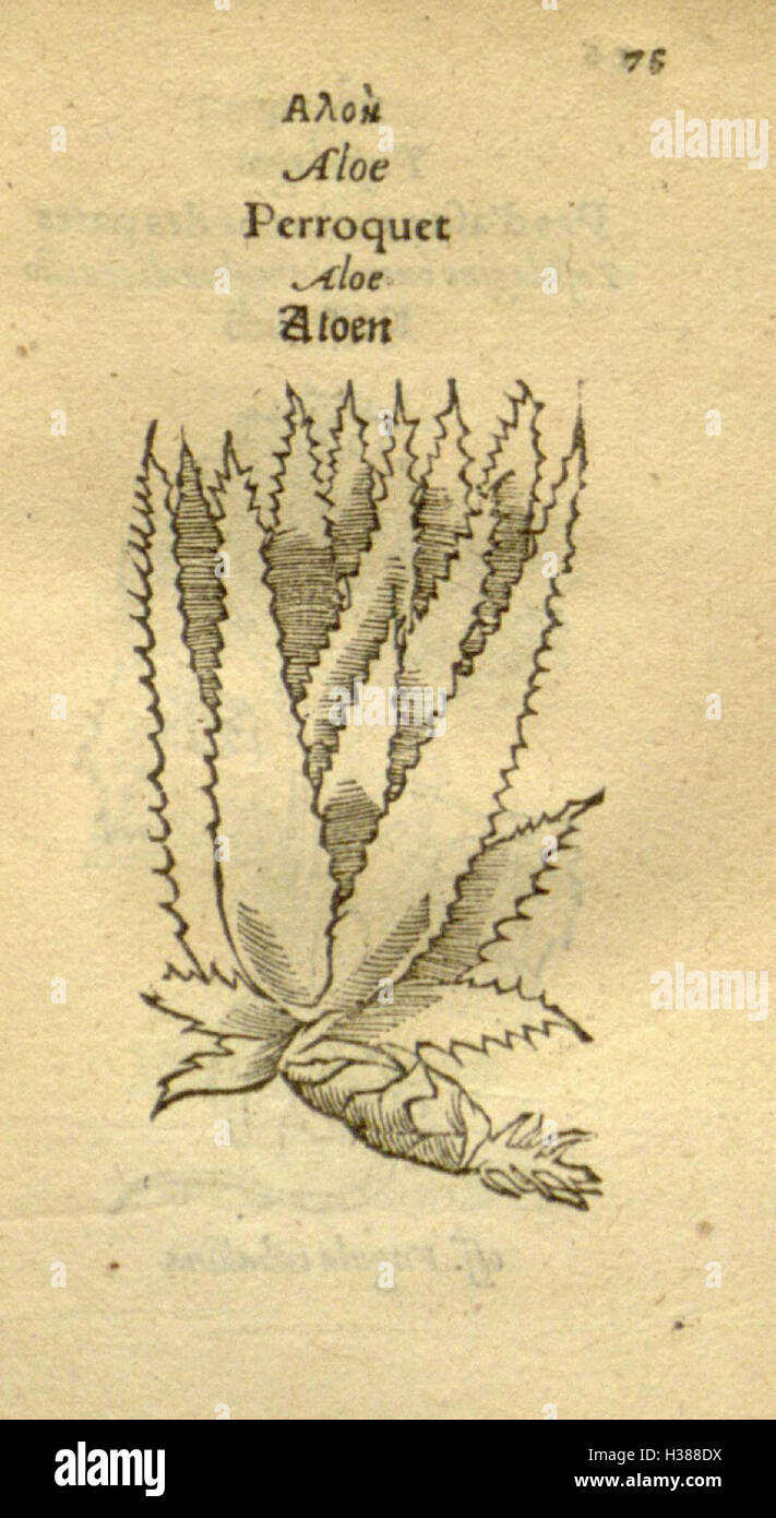 This work includes illustrations and descriptions of various plants ...
