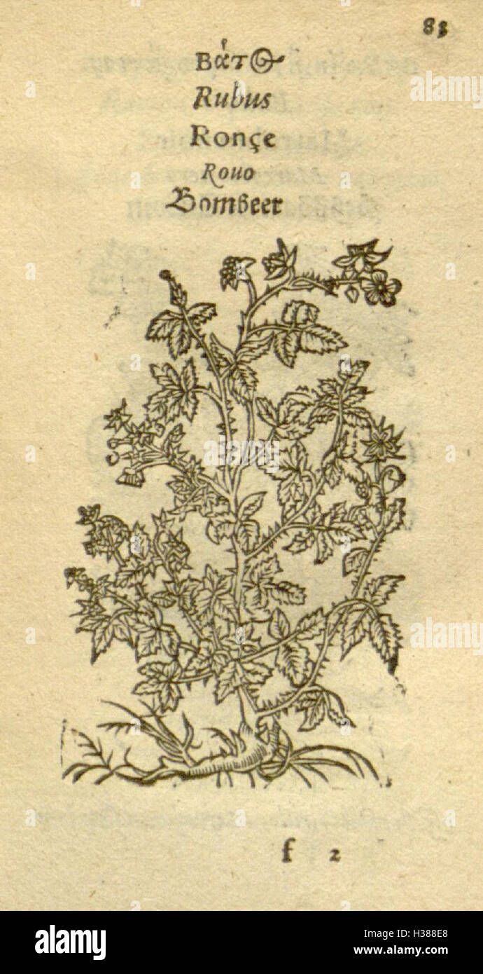 This work provides detailed illustrations and descriptions of various ...