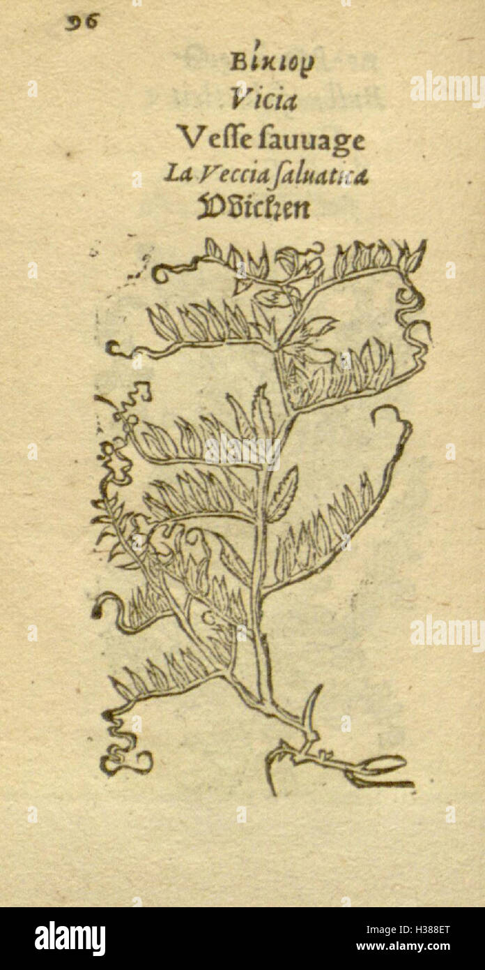 This work features detailed illustrations of plants, providing visual ...