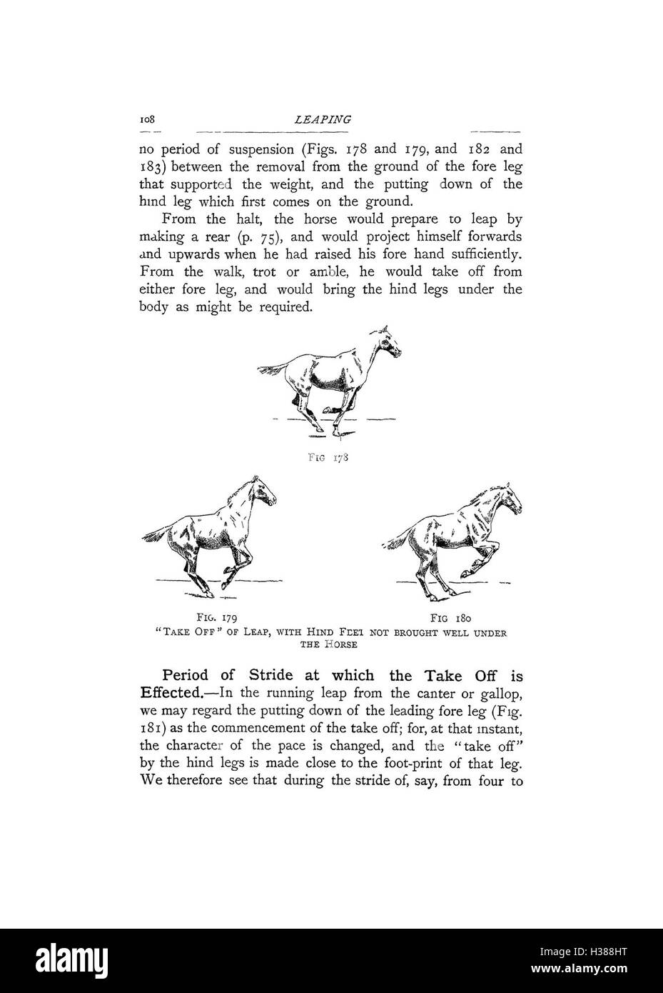 Study of equine characteristics Black and White Stock Photos & Images ...