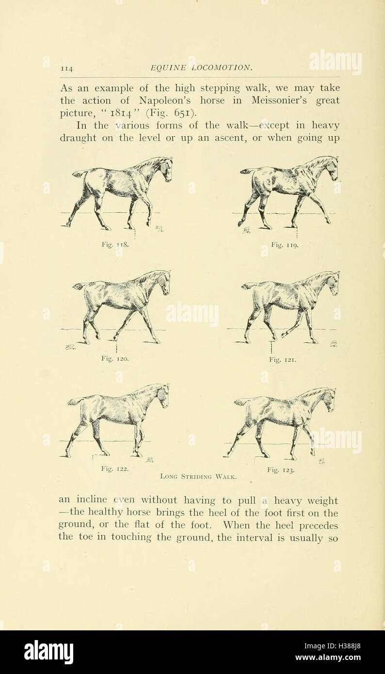 This work details the anatomical structure of the horse, focusing on ...