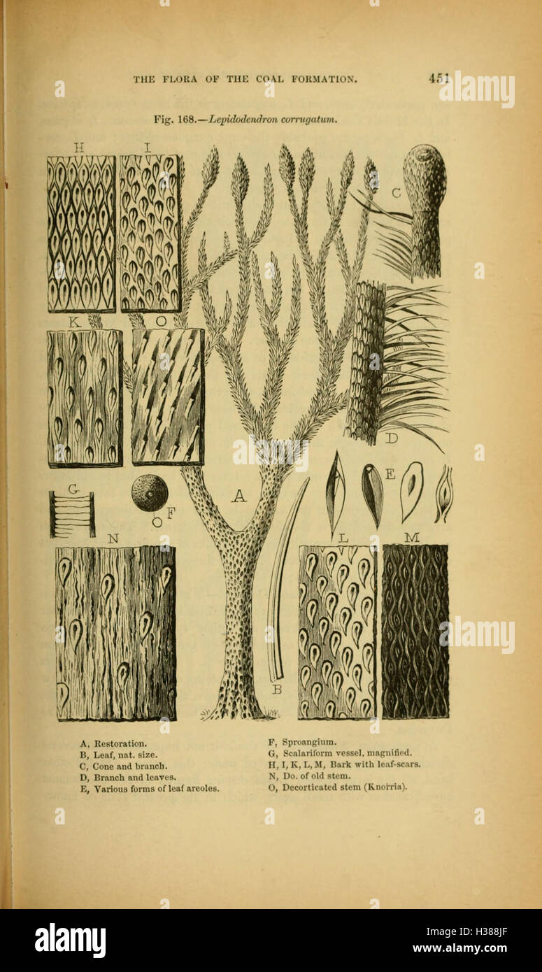 Specific geological types hi-res stock photography and images - Alamy