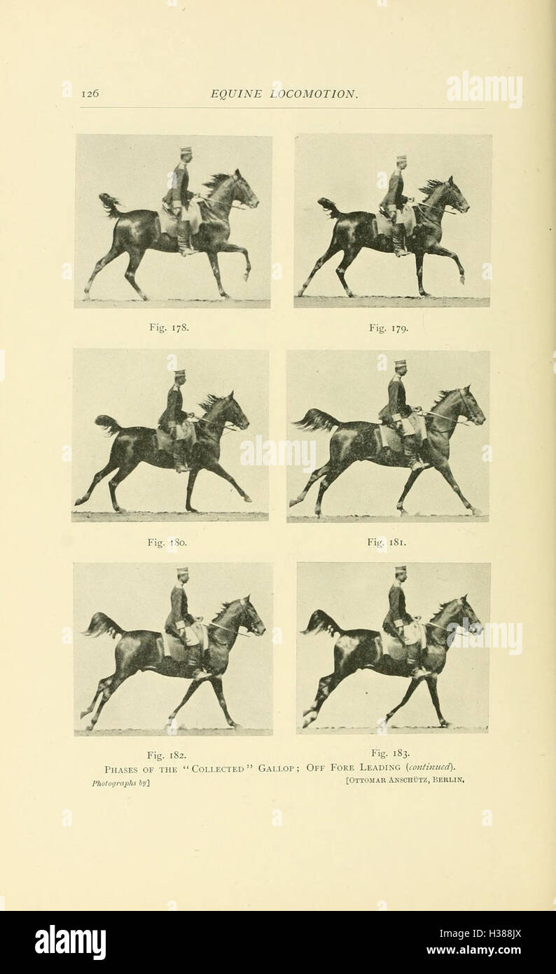 A guide to the anatomical features and characteristics of a horse ...
