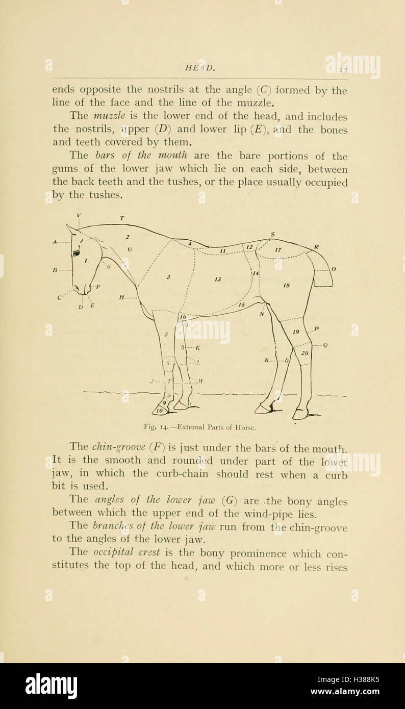 This section outlines the key physical traits and conformation points ...