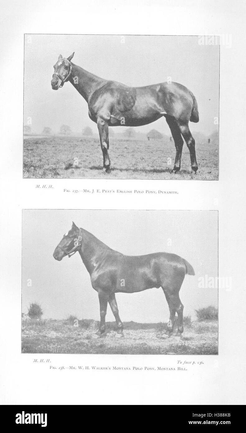 This book provides a detailed anatomical study of the horse, focusing ...