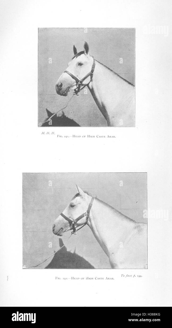 This work discusses the various anatomical points of the horse ...