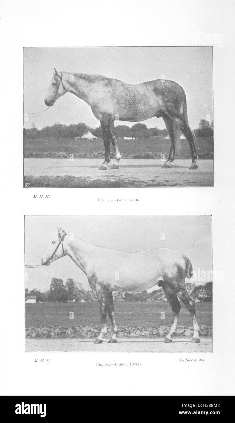 This guide details the anatomical features and characteristics of ...