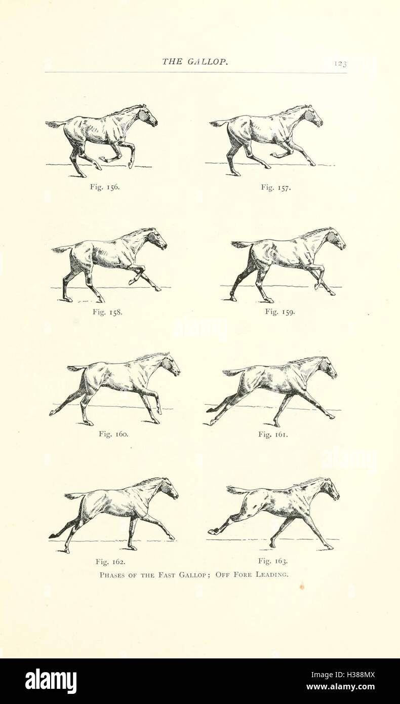 This work provides a detailed guide to the anatomical features of the ...