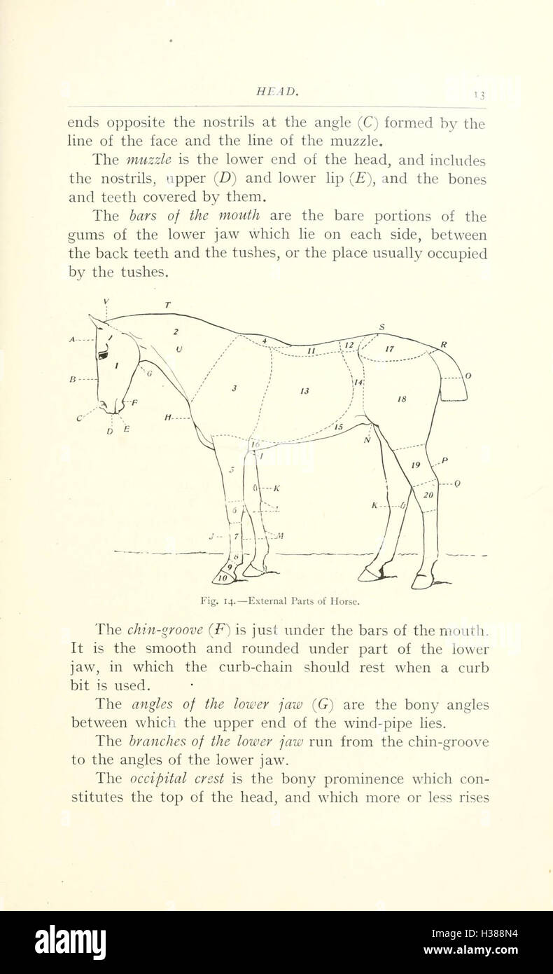 This text discusses the key anatomical points of a horse, providing ...