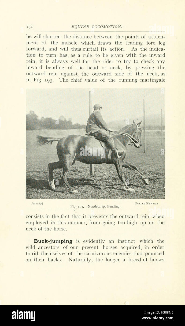 An illustrated guide to the anatomical features of a horse ...