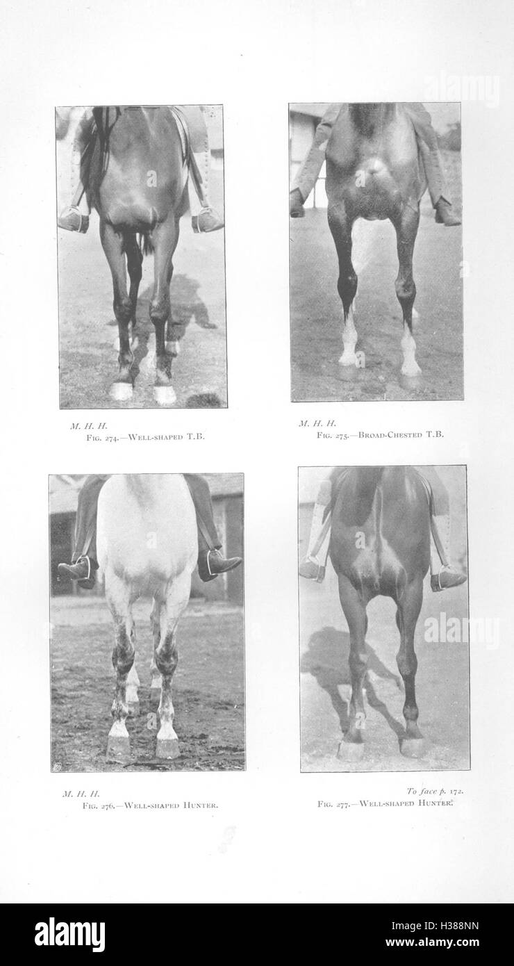 This work discusses the key anatomical points of the horse, providing a ...