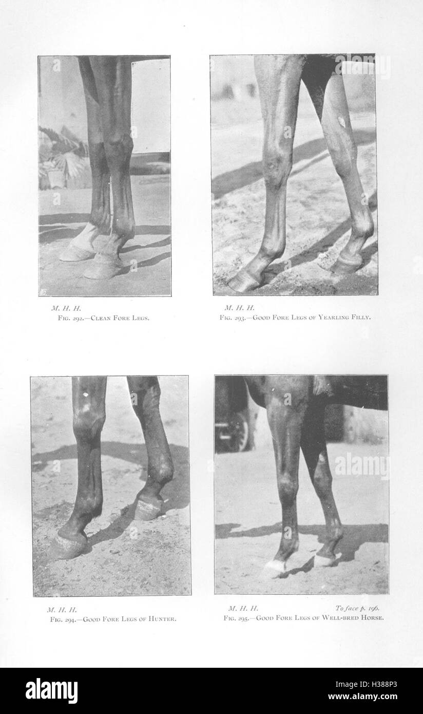 This work provides a detailed analysis of the horse's anatomical points ...