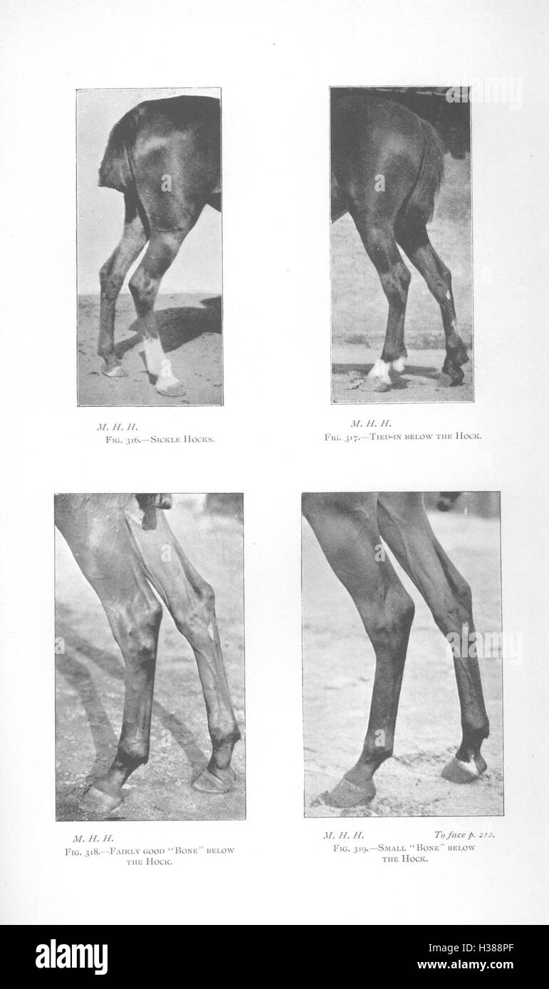 This section describes the key anatomical points of the horse, focusing ...