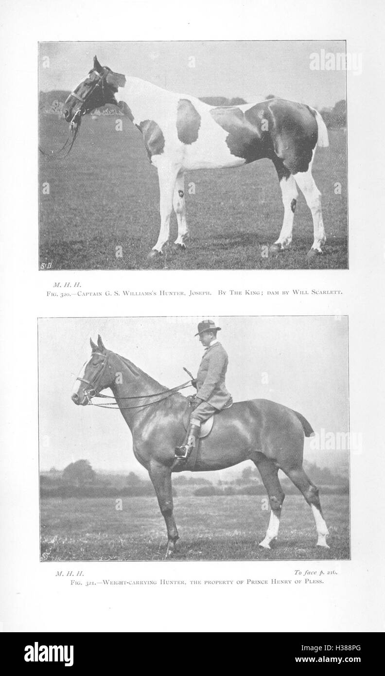 This text provides an anatomical guide to the key features of a horse's ...