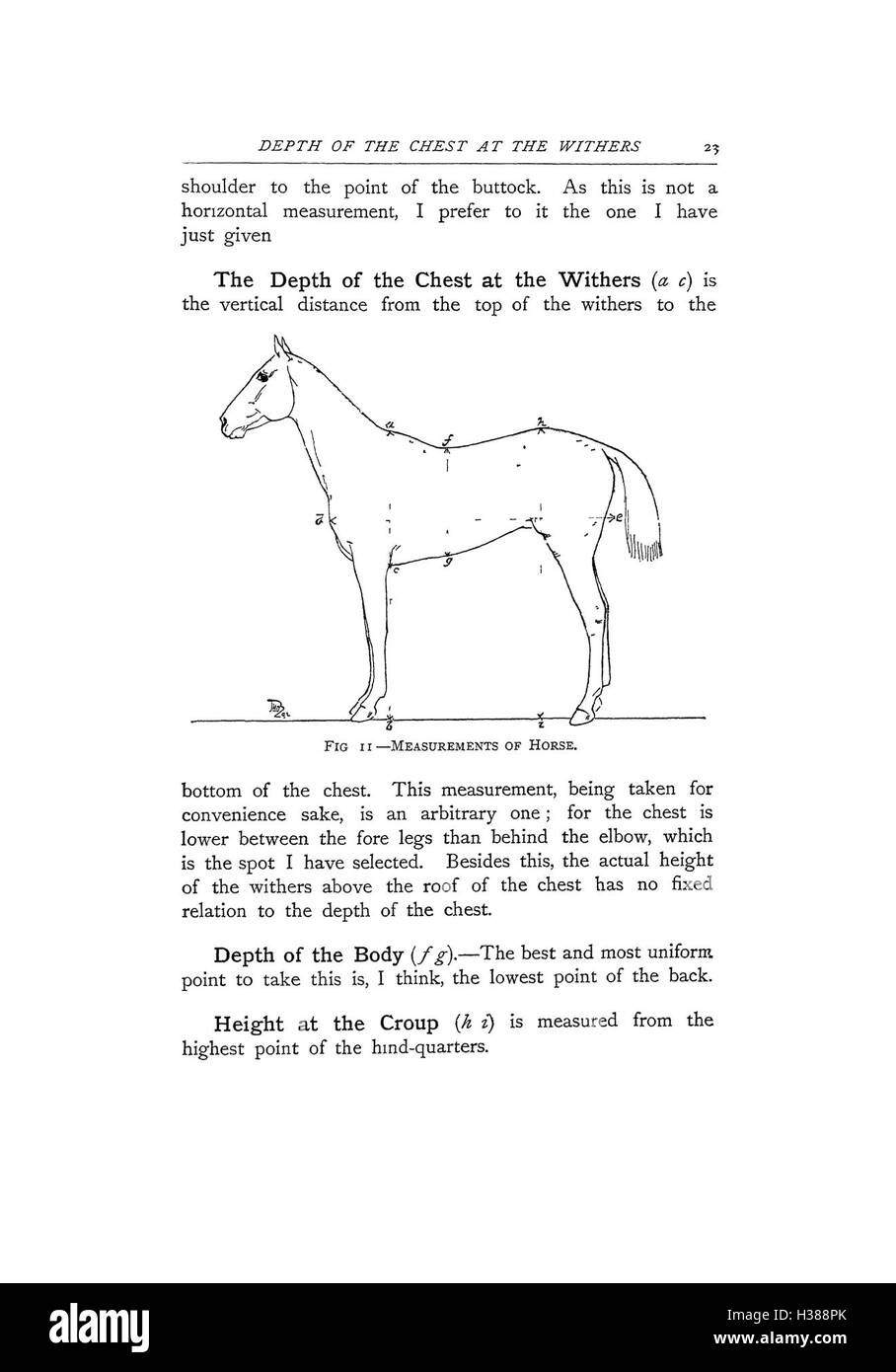This work describes the key anatomical features of the horse, focusing ...