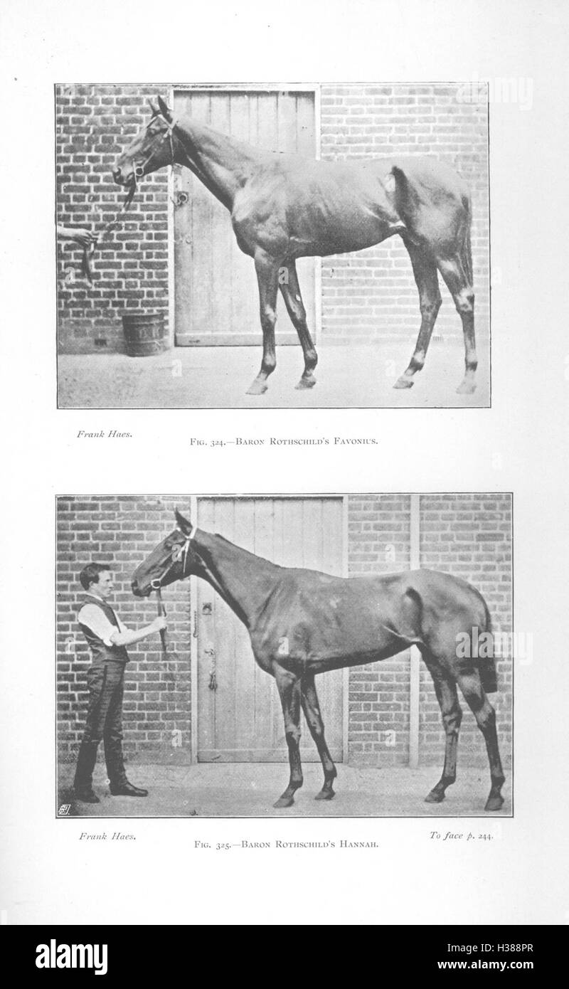 This work discusses the anatomical and physical features of a horse ...