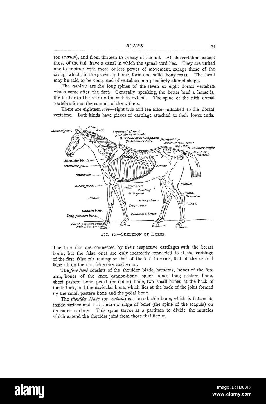 This work details the anatomy and key features of the horse, focusing ...