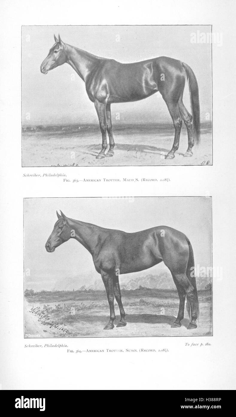 This text further elaborates on the anatomical features of horses ...