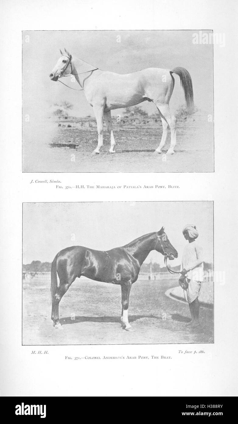 A detailed guide to the key anatomical points of the horse, with a ...
