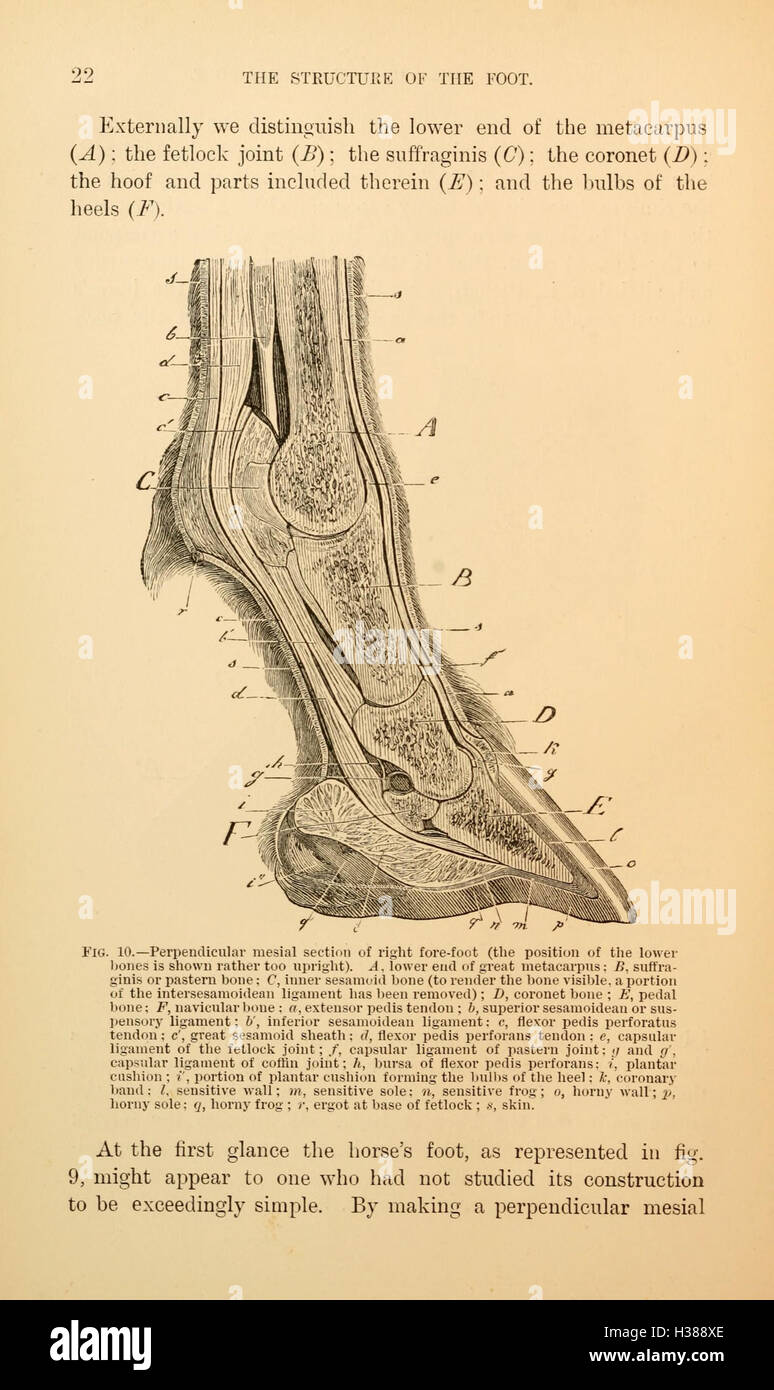 This handbook provides a detailed guide to the process of horse-shoeing ...