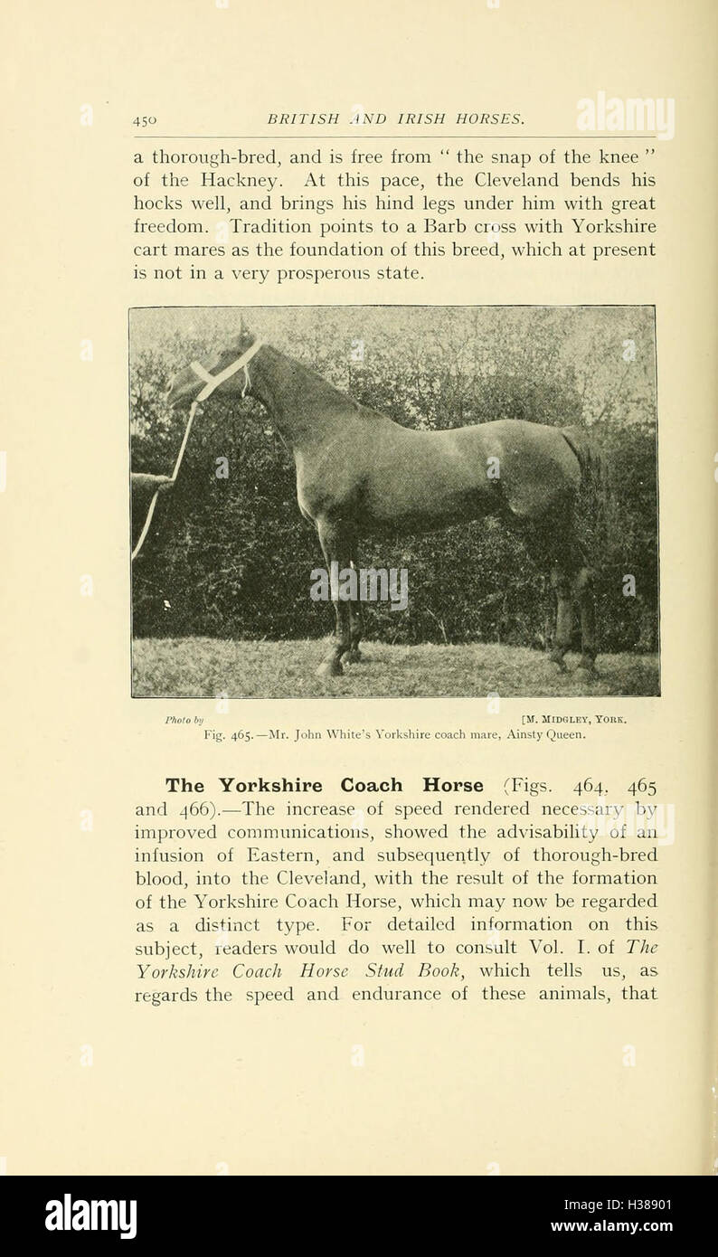 A study of the anatomical features of the horse, emphasizing the points ...