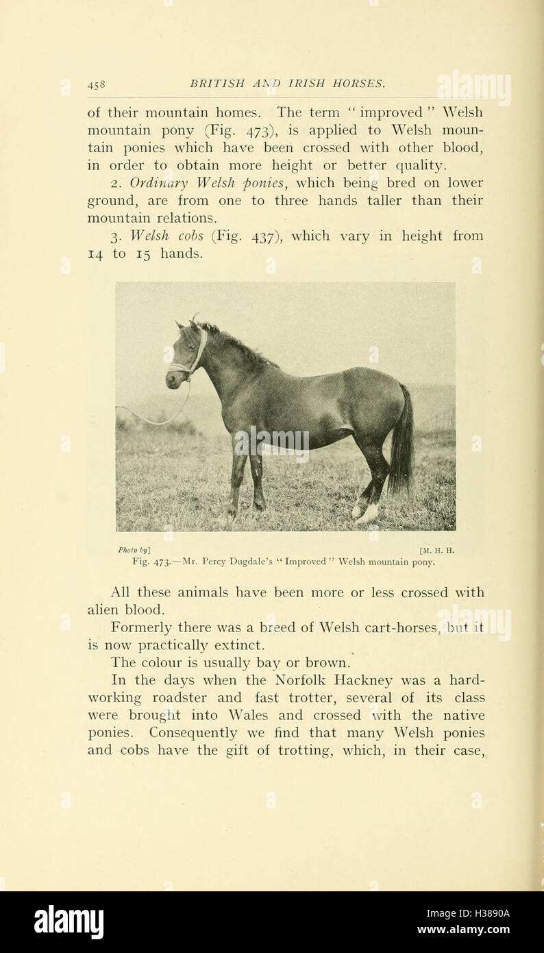 This work focuses on the anatomical features of horses, highlighting ...