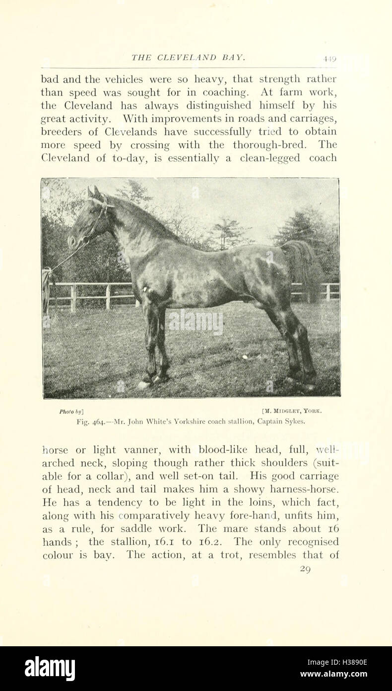 This guide details the physical characteristics and features of horses ...