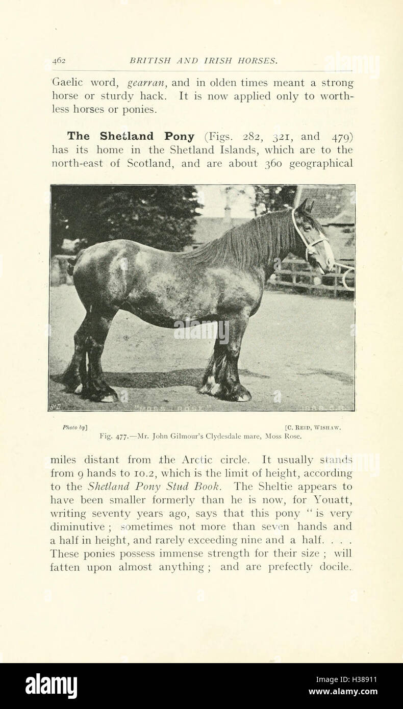 This page describes the anatomical points of the horse, detailing the ...