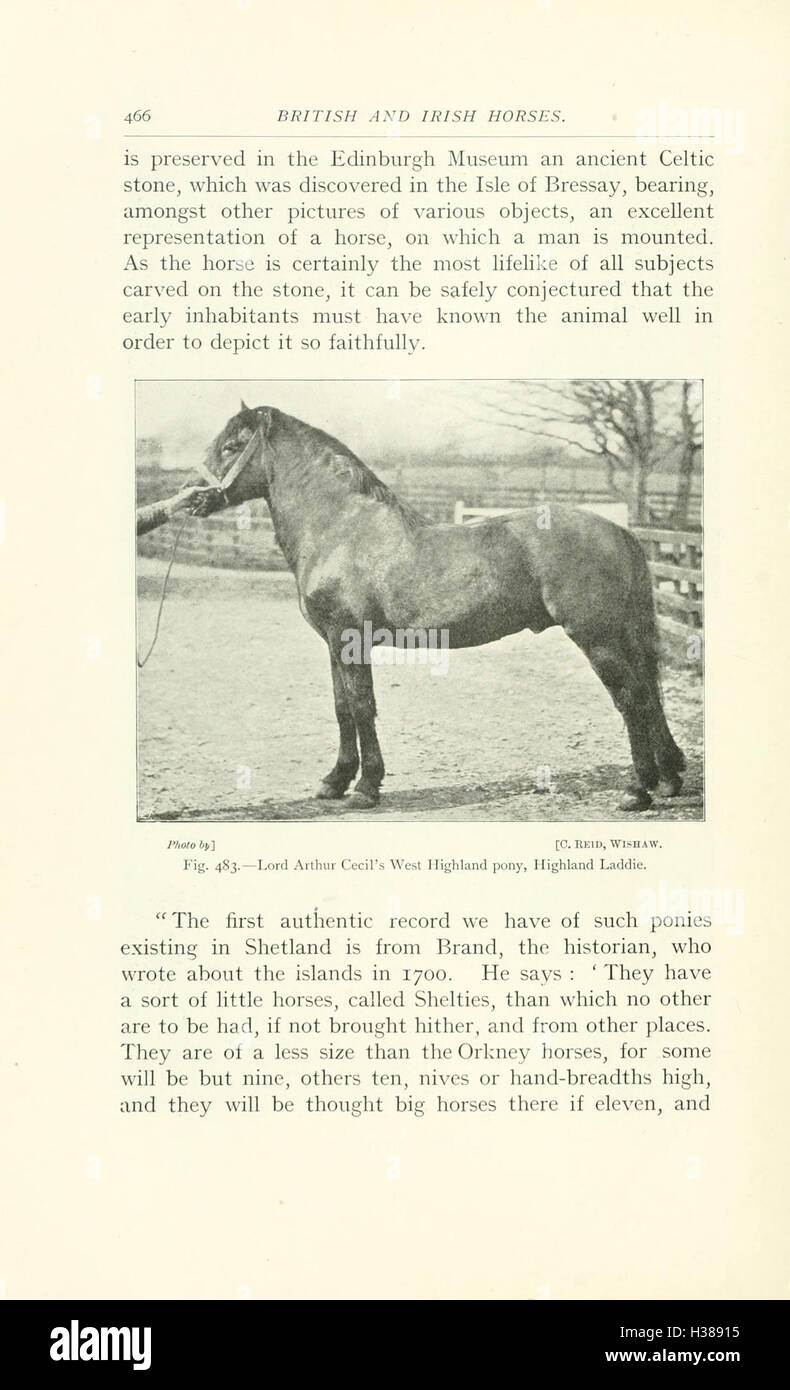 An informative text detailing the key anatomical features of horses ...