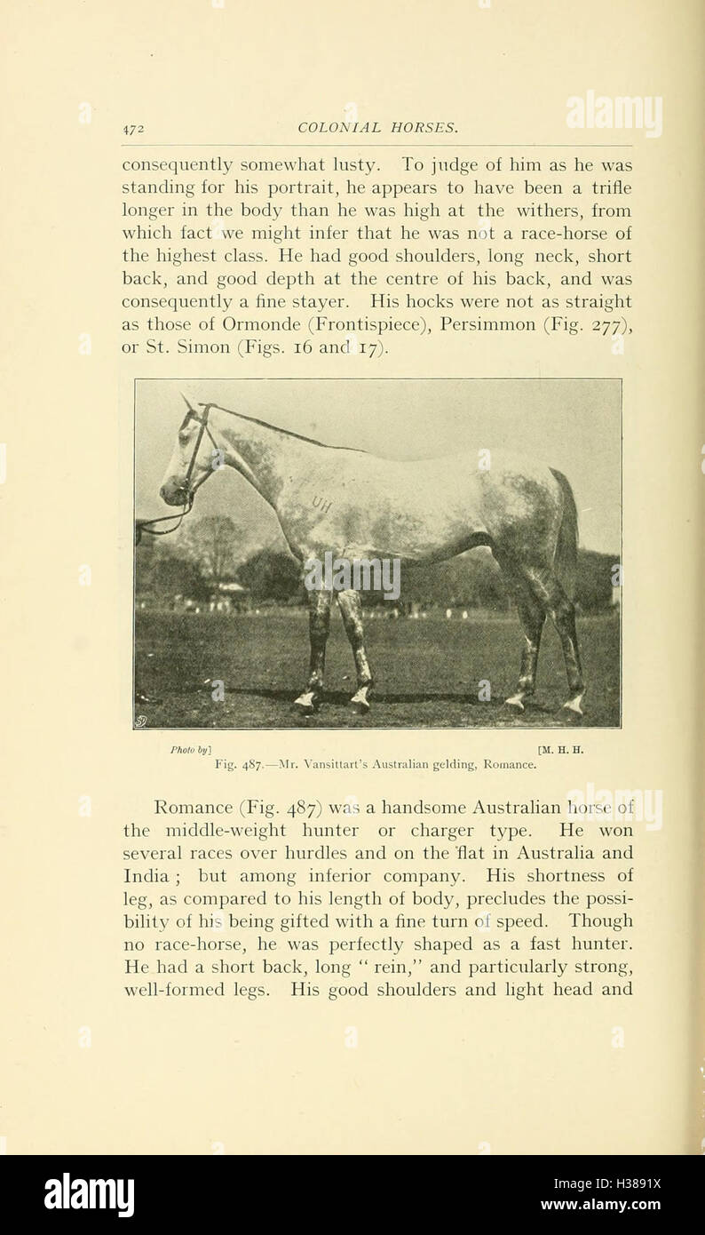 This work explores the distinct anatomical features and characteristics ...