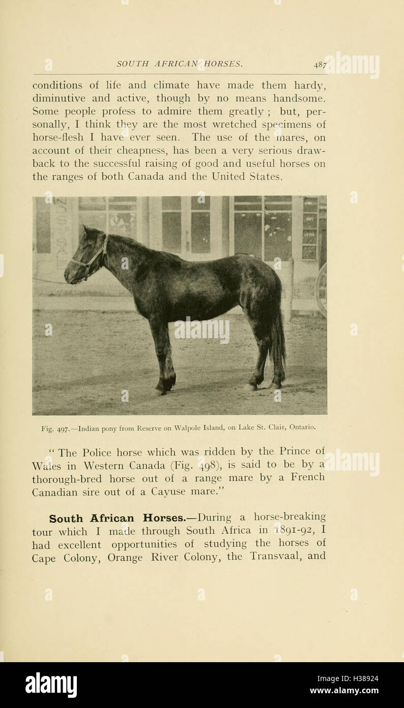 This work focuses on the anatomical features of the horse, covering the ...