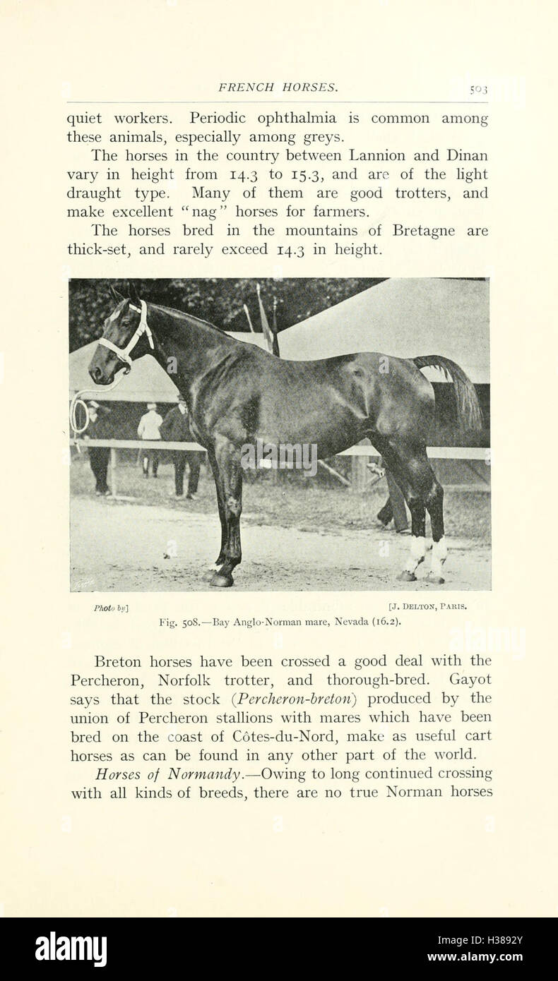 Another guide focusing on horse anatomy, identifying the various points ...