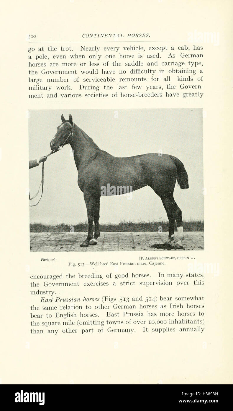 This text outlines key anatomical features of the horse, with a focus ...