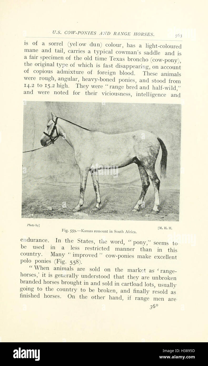 This section provides anatomical details of a horse's body, emphasizing ...