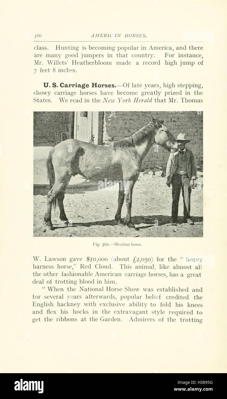 A manual focused on the anatomy and characteristics of horses ...