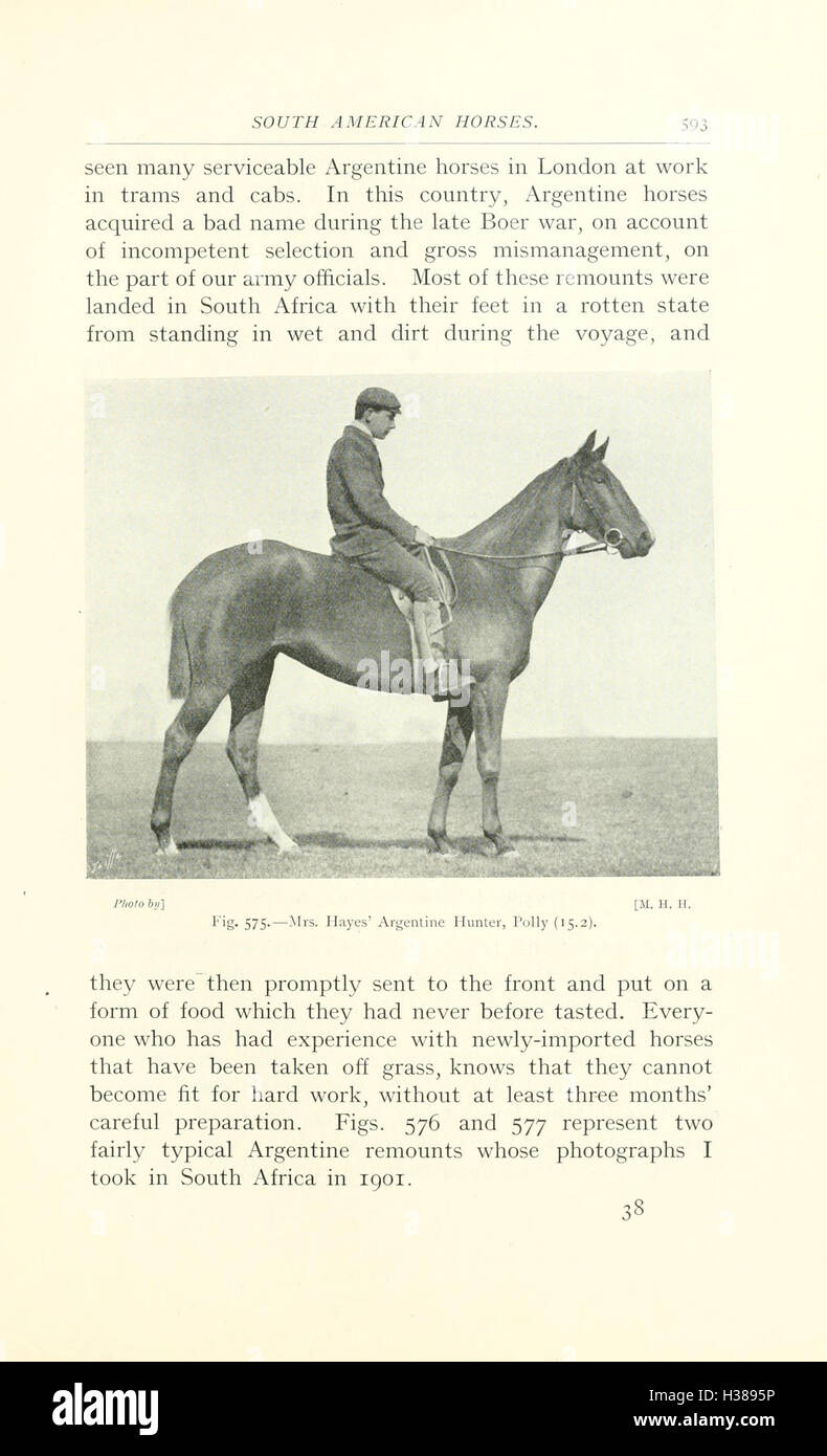 A detailed guide on the anatomical features of horses, focusing on key ...