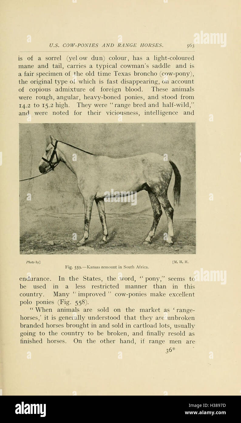 This text highlights key anatomical features of the horse, including ...