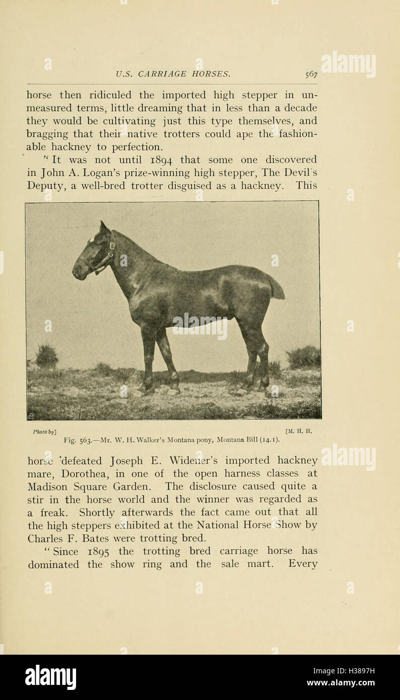 A detailed study on the various anatomical points of a horse, providing ...