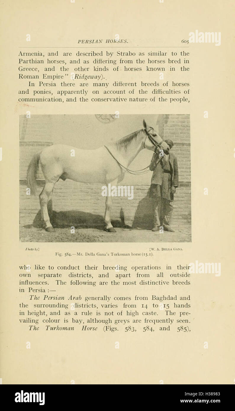 A detailed guide to the anatomical features of the horse, focusing on ...