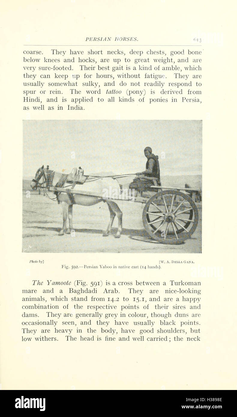 A comprehensive guide to the various anatomical features of the horse ...