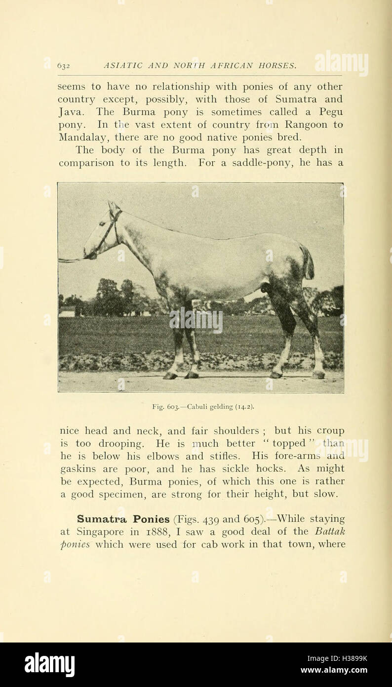 Points of the horse (Page 632) BHL213 Stock Photo - Alamy