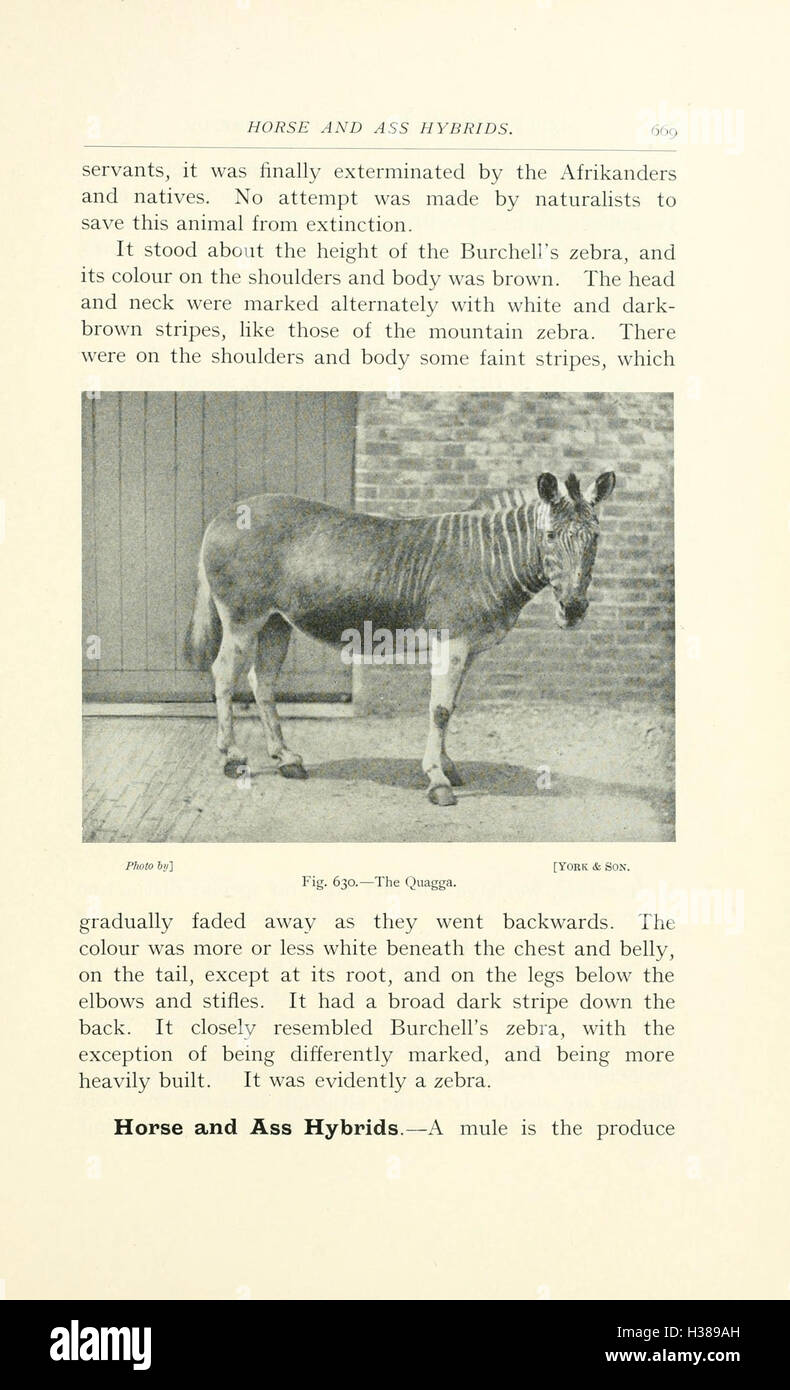 This work discusses the anatomical features of horses, focusing on key ...
